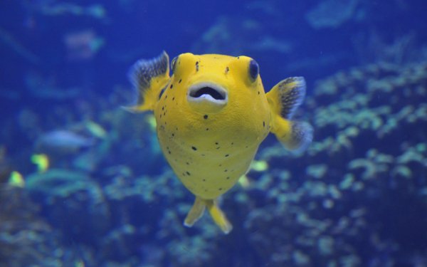 The Happy Pufferfish HD Wallpaper | Background Image | 1920x1200