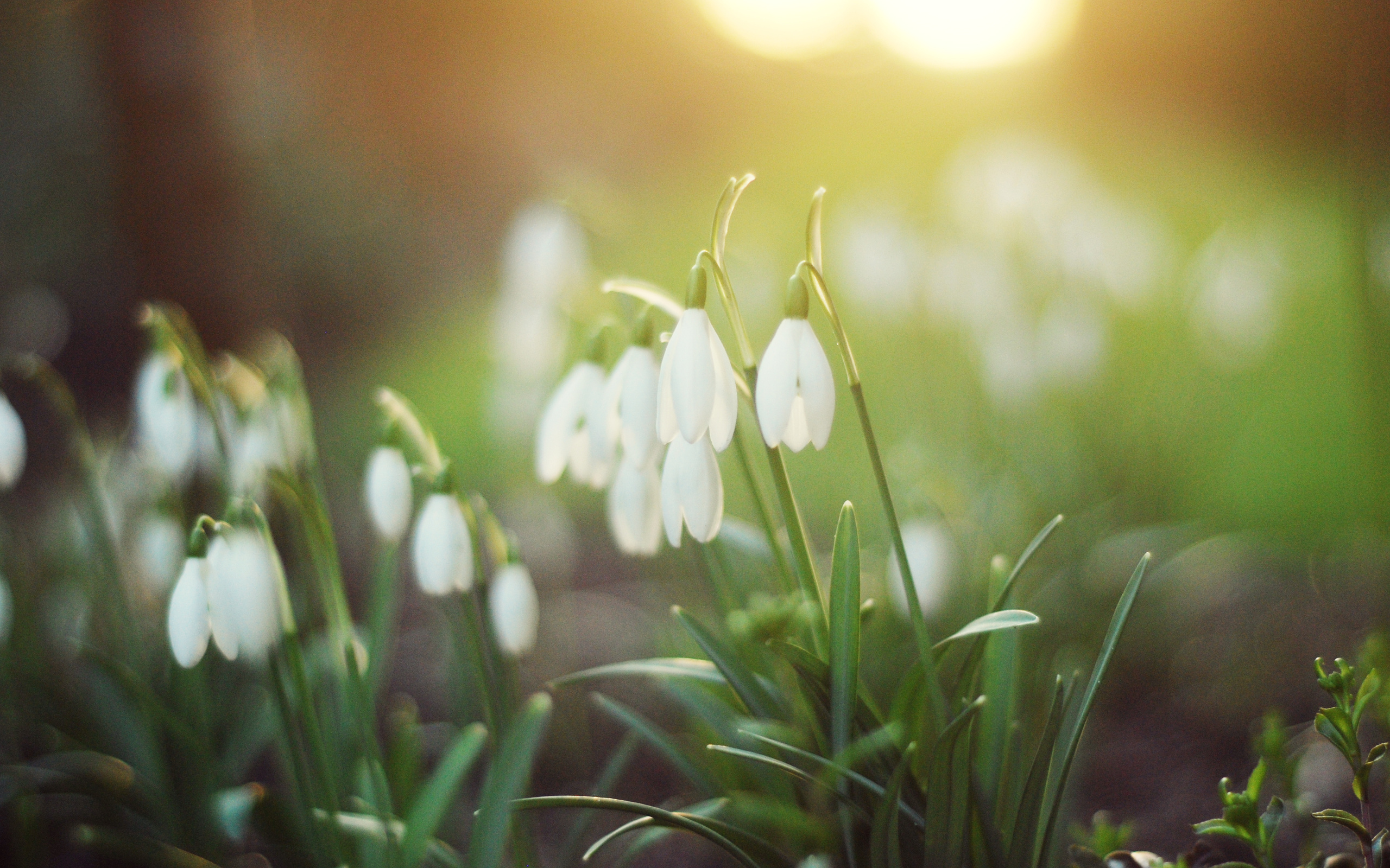 Download Flower Nature Snowdrop HD Wallpaper