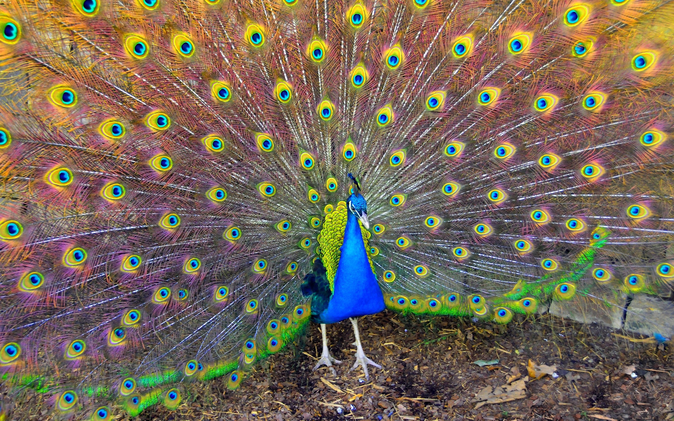 Animal Peacock HD Wallpaper