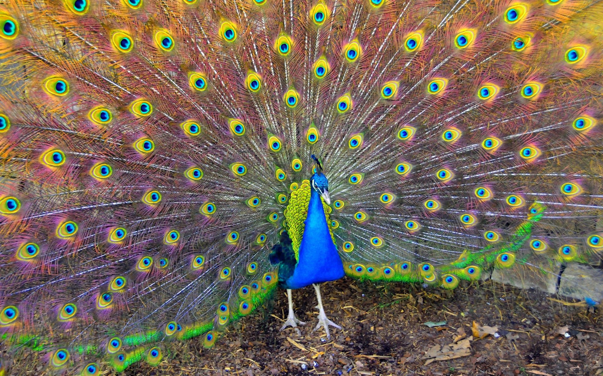 Majestic Peacock Display – Stunning HD Animal Wallpaper