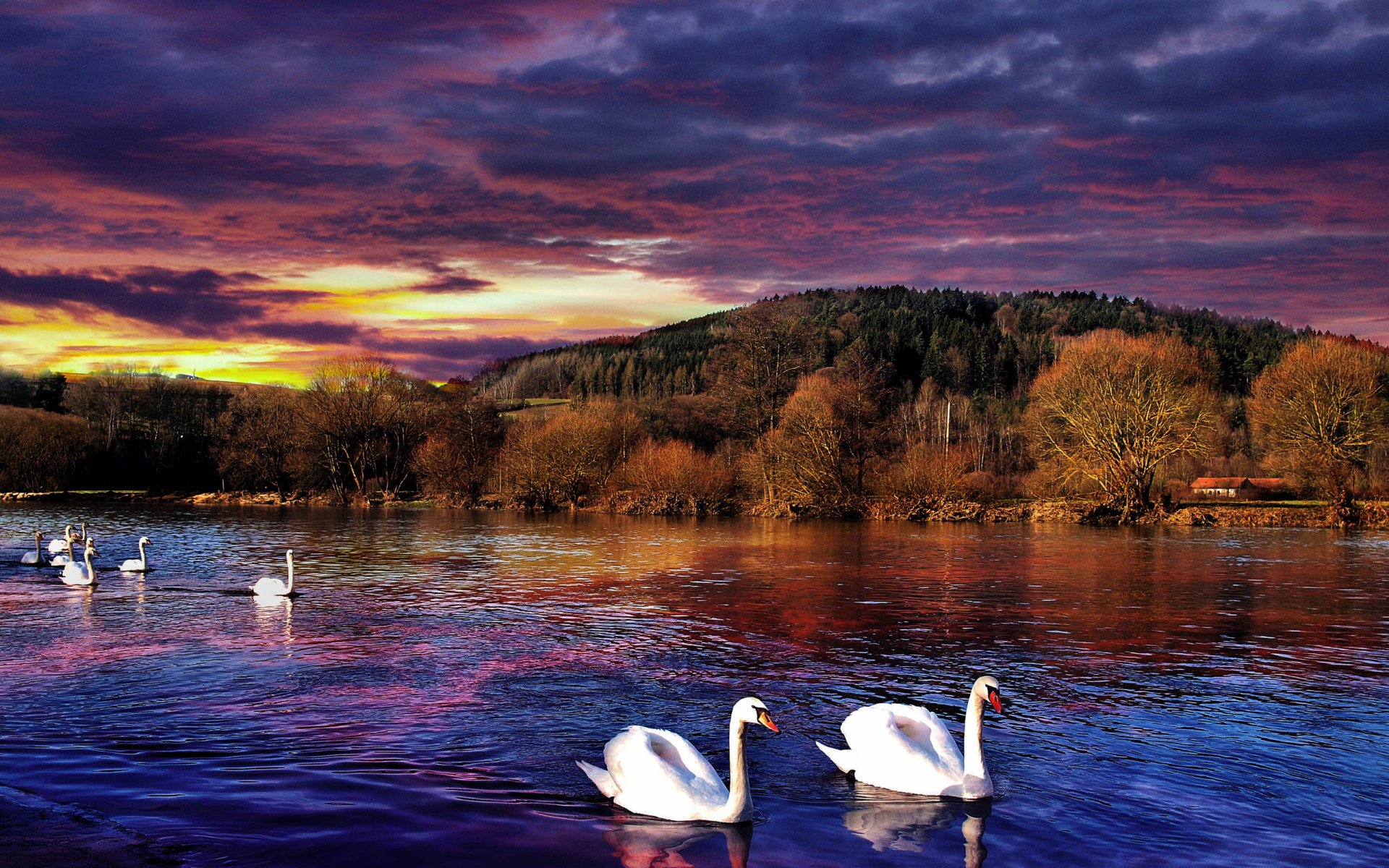 Serene Mute Swan Reflection - HD Wallpaper