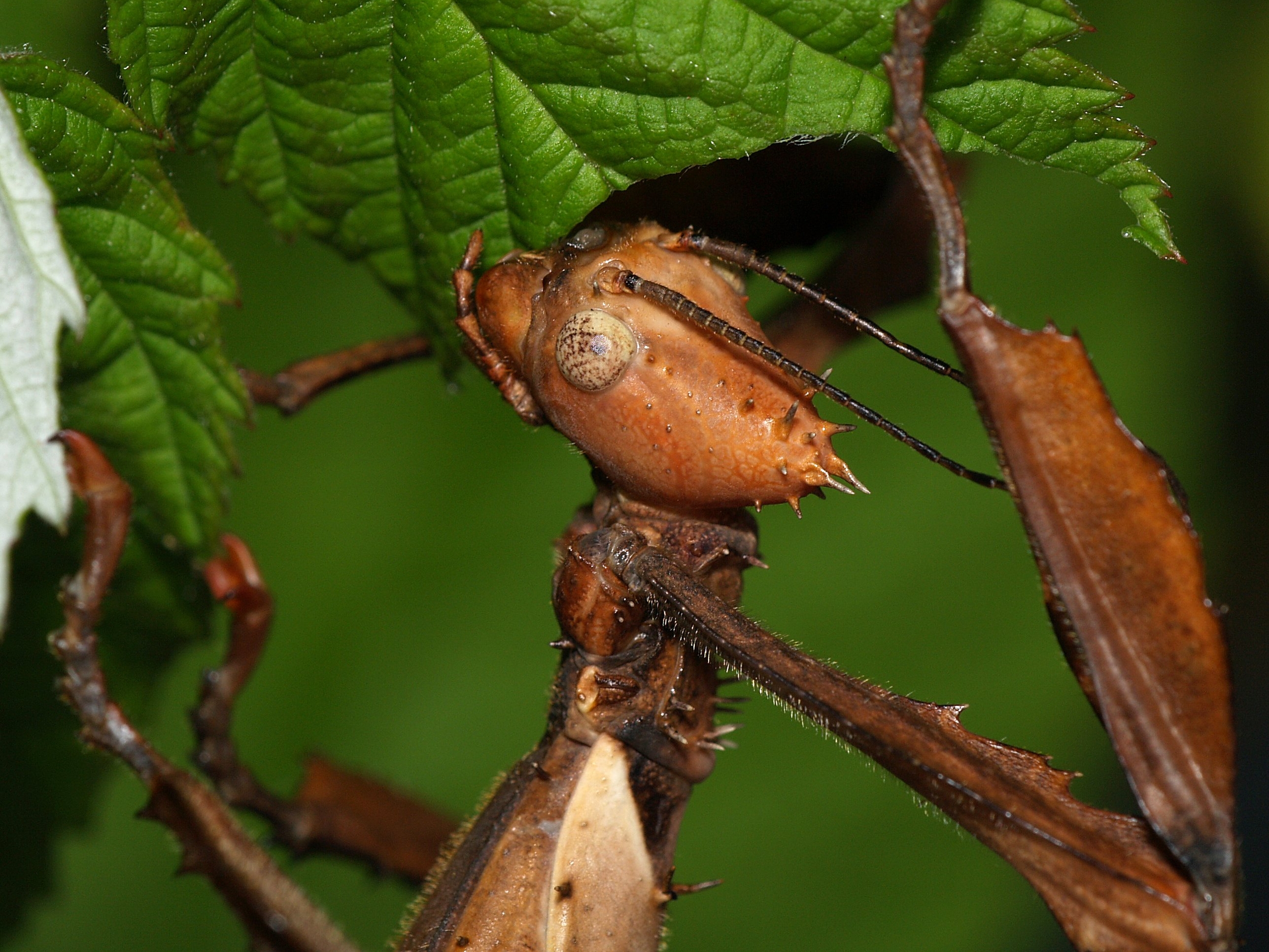 Insect HD Wallpaper | Background Image | 2575x1931 | ID:393117 ...