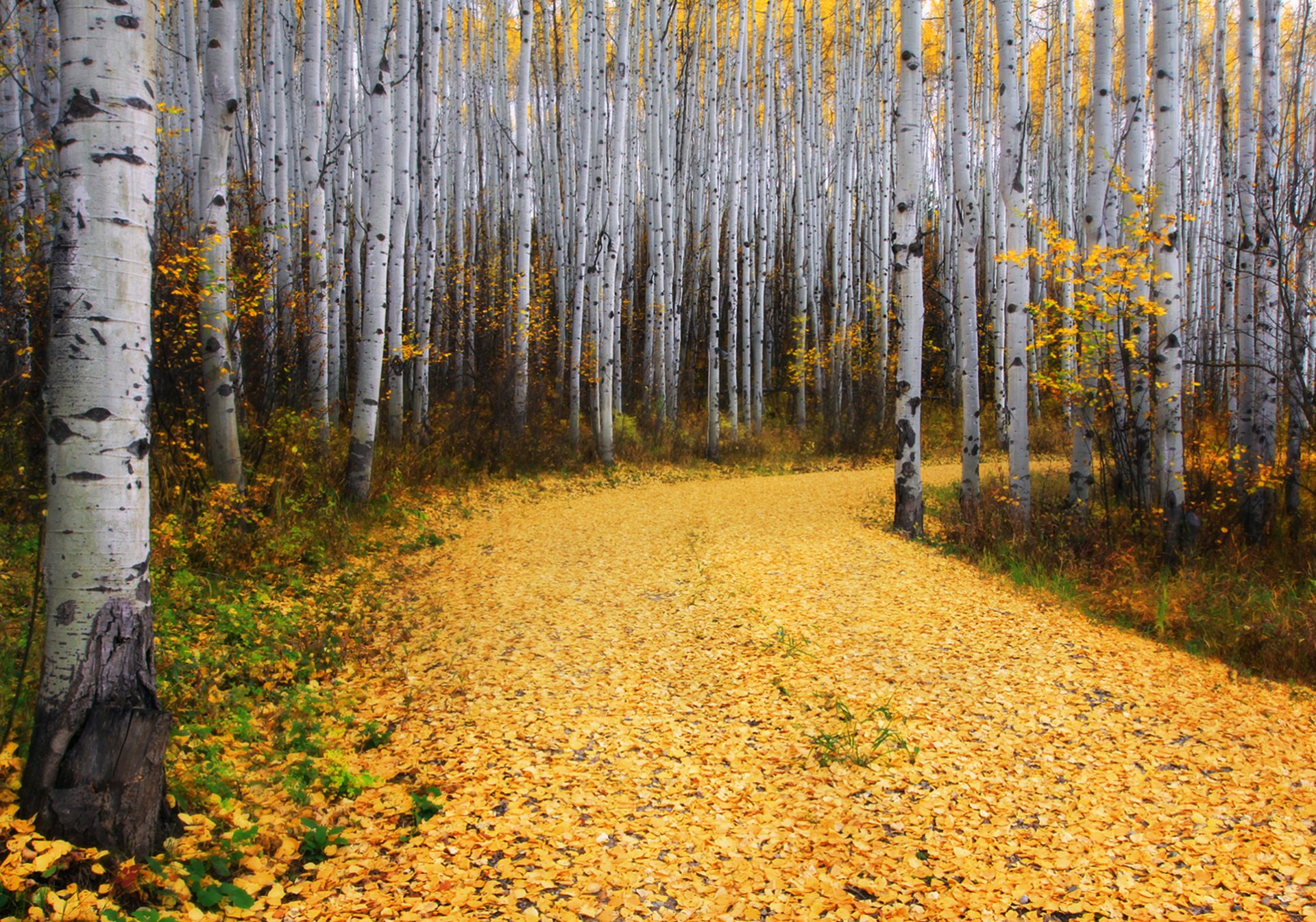 Autumn Pathway: A Stunning HD Wallpaper of Nature's Fall Beauty