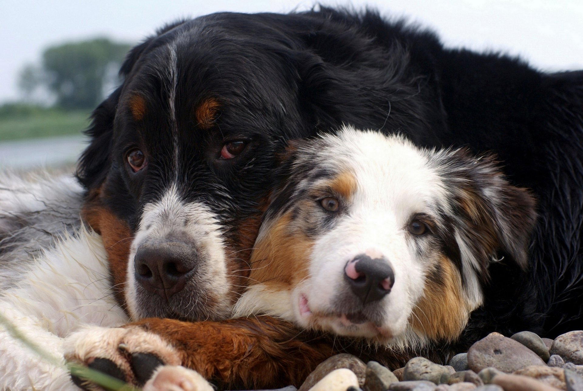Heartwarming Love: Cute Dogs HD Wallpaper