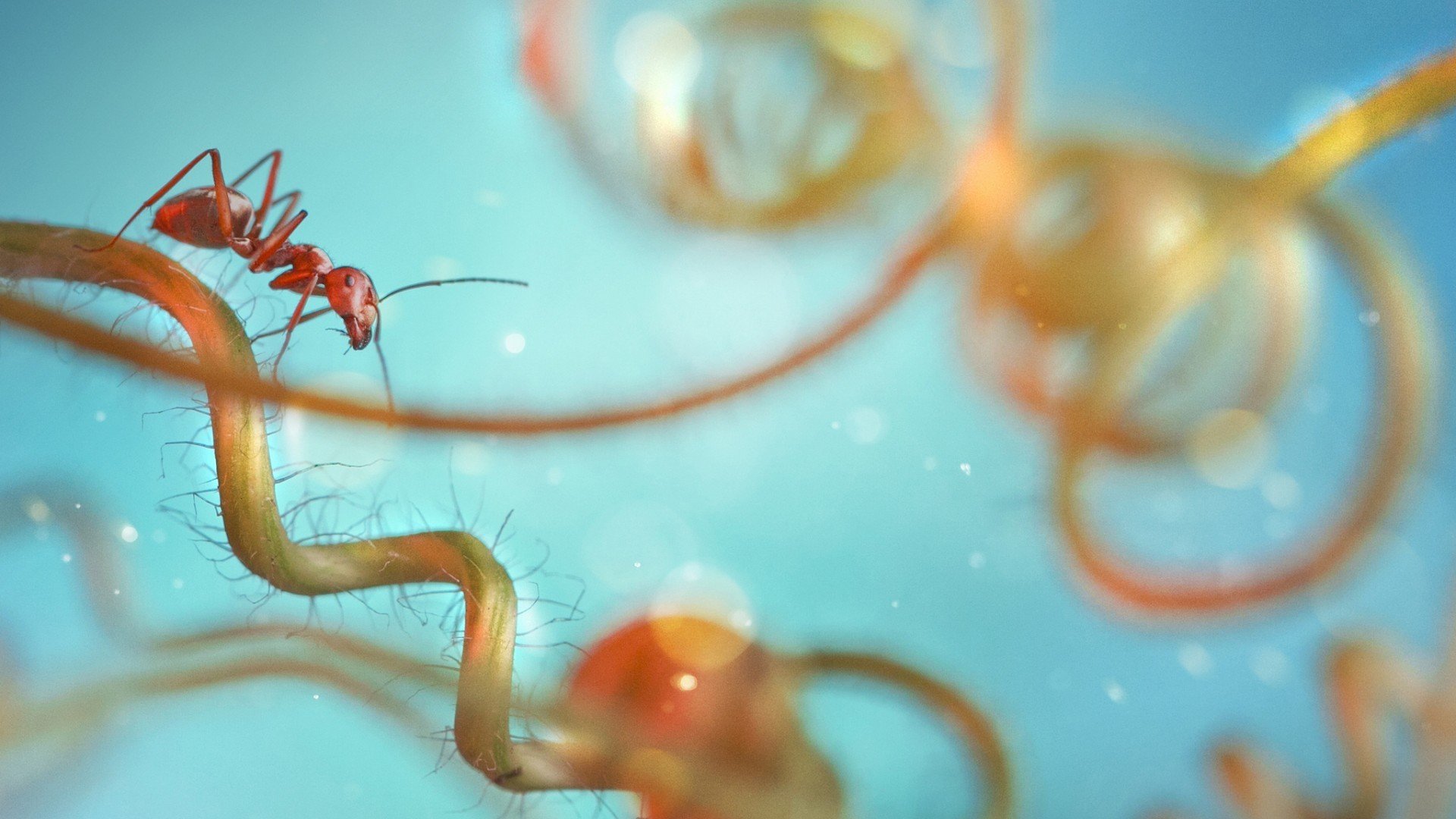 Download Animal Ant HD Wallpaper