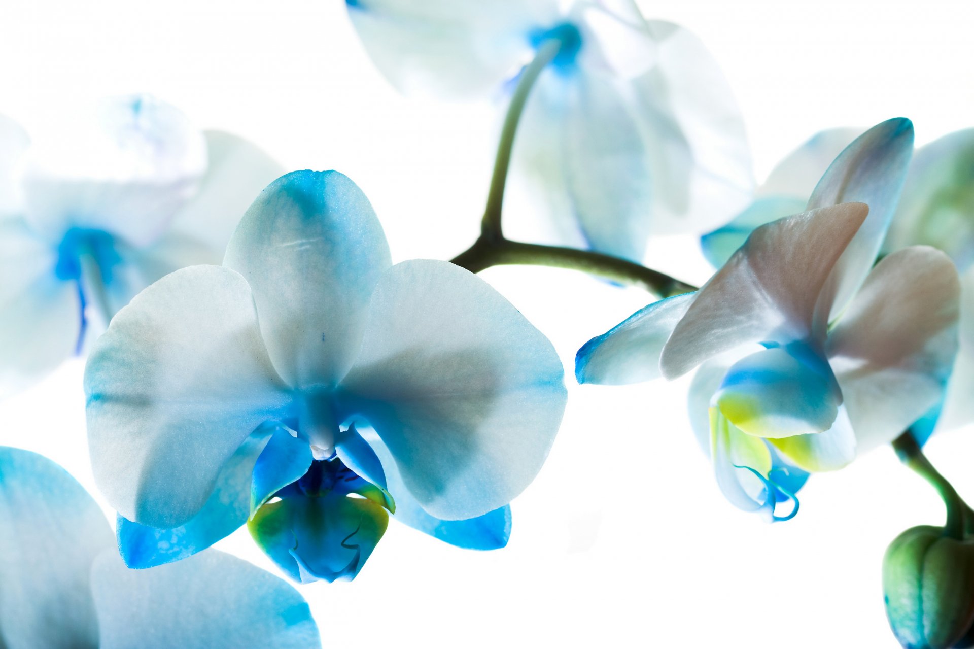 4K Ultra HD Orchid Bloom – Nature’s Delicate Flower Masterpiece