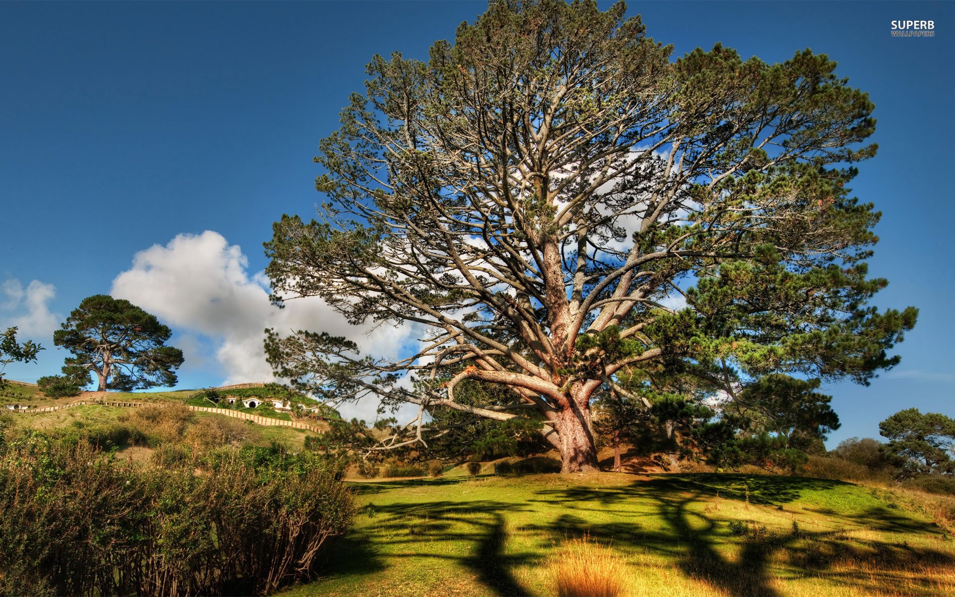 Download Nature Tree HD Wallpaper