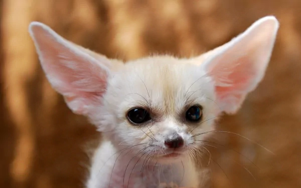 Fennec Fox 4K Ultra HD Wallpaper