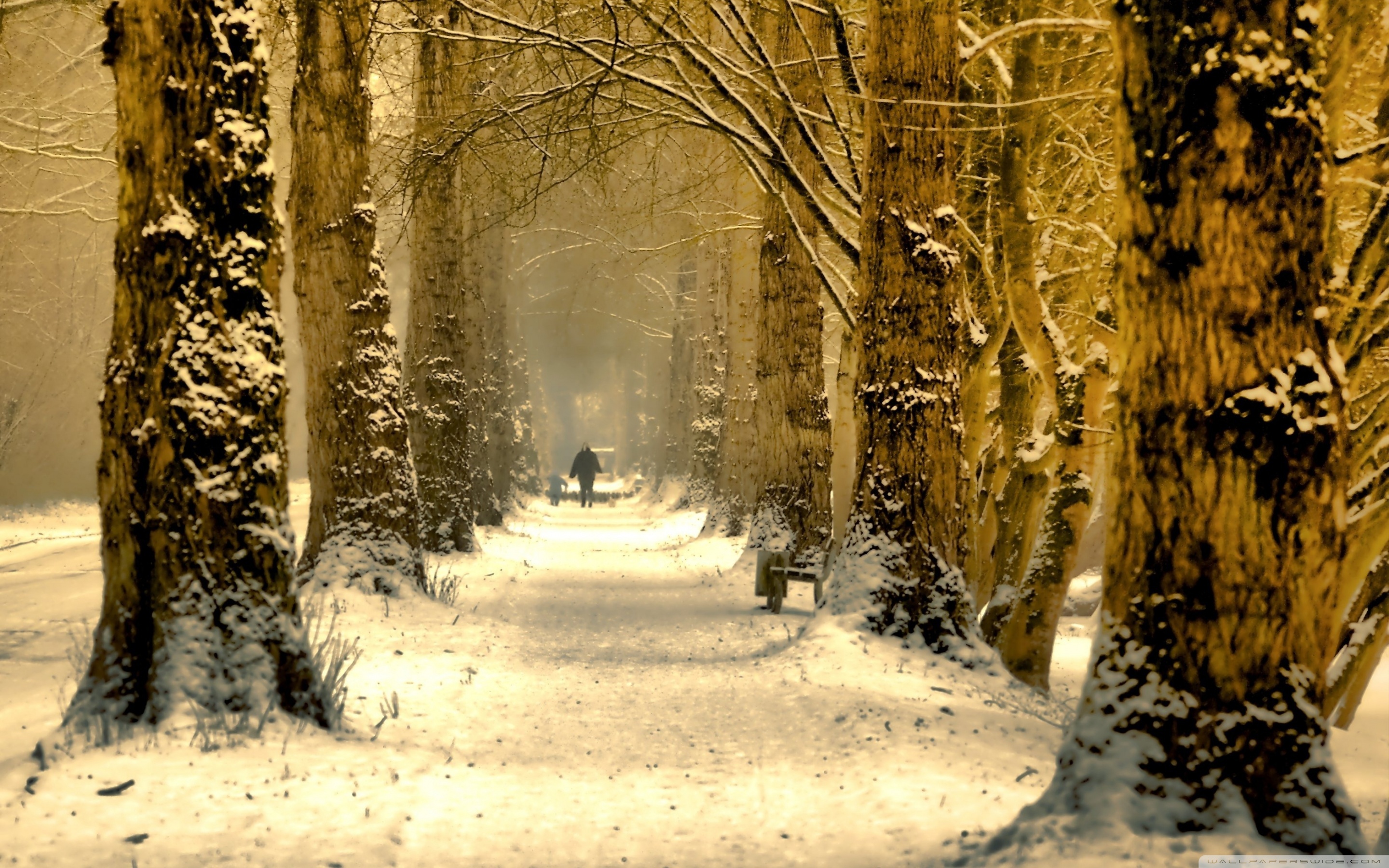 Download Photography Winter HD Wallpaper