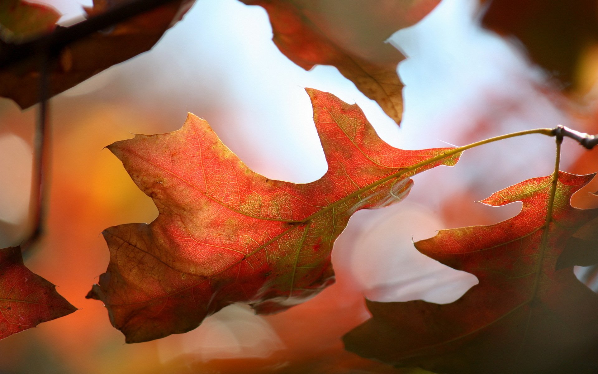 Download Nature Leaf HD Wallpaper