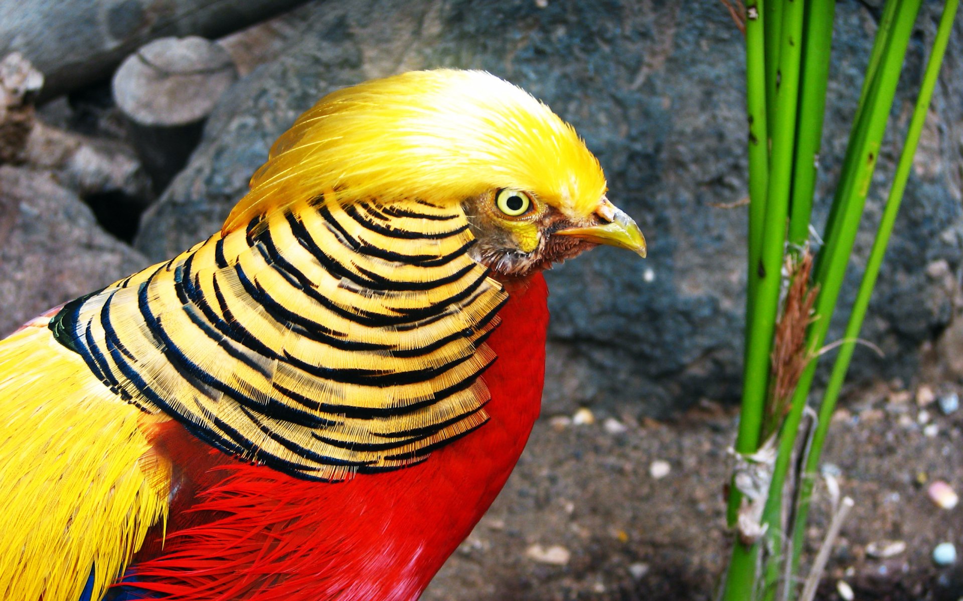 Download Animal Golden Pheasant HD Wallpaper