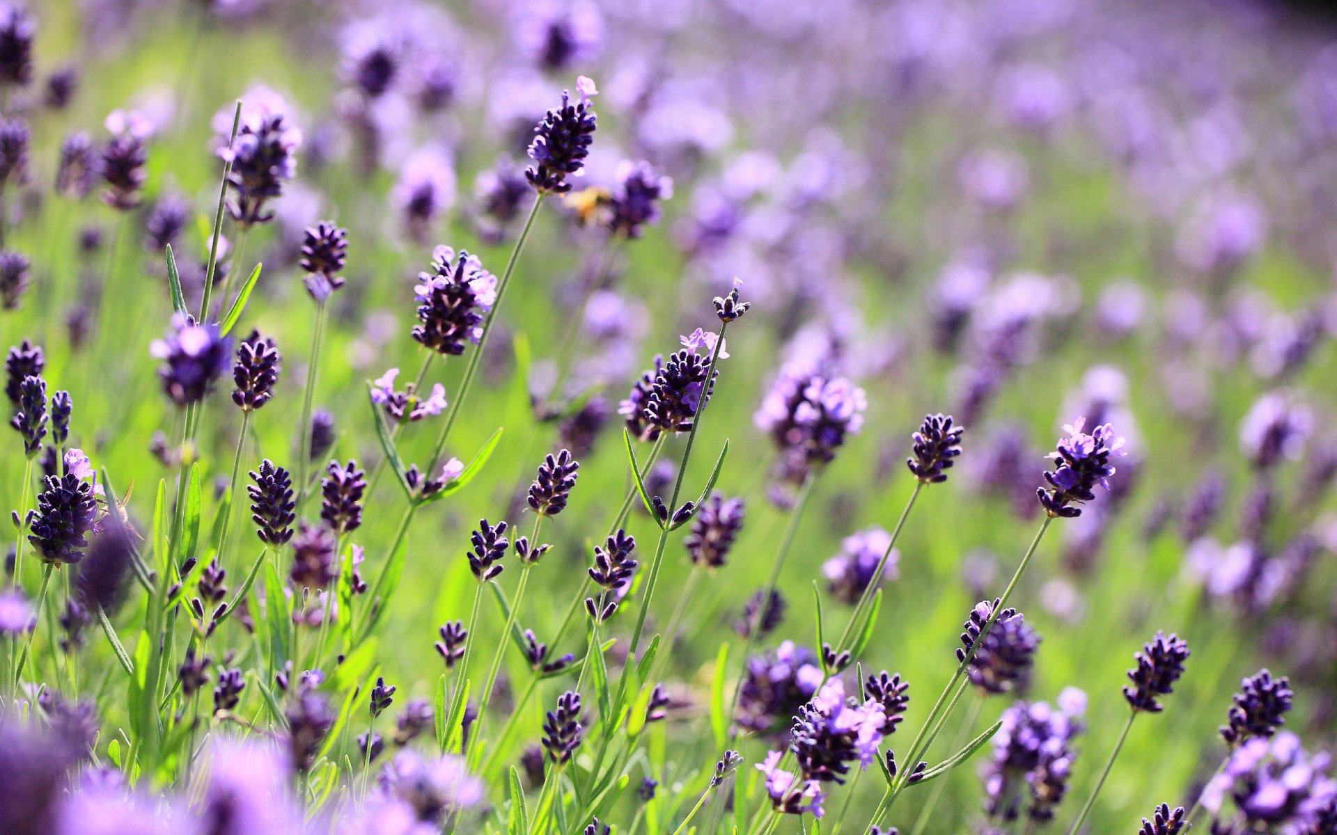Lavender Fields: A Serene HD Wallpaper of Nature's Beauty