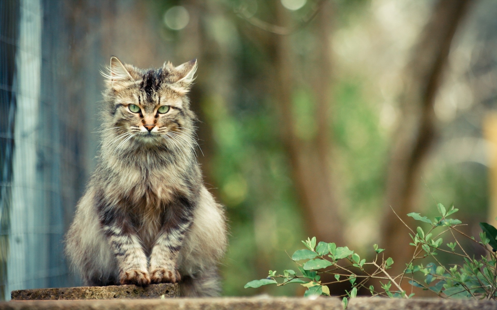 Majestic Feline HD Wallpaper: Nature’s Whiskered Guardian