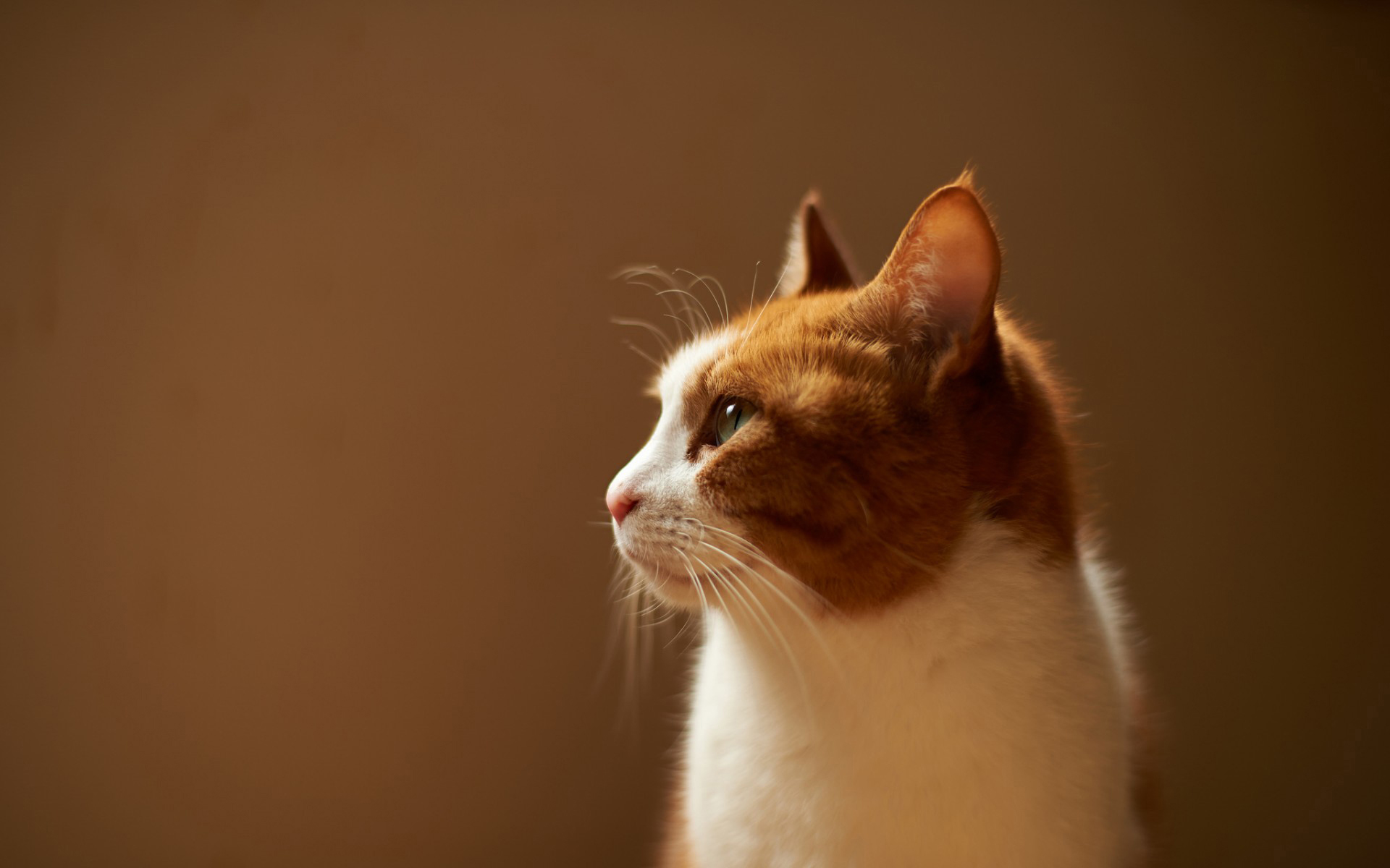 Download Wallpaper Cat View