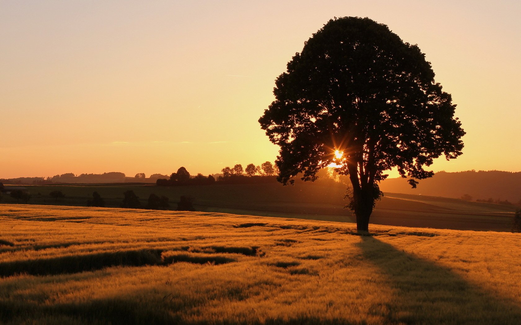 Download Nature Tree Wallpaper | 1680x1050 | Wallpaper Abyss