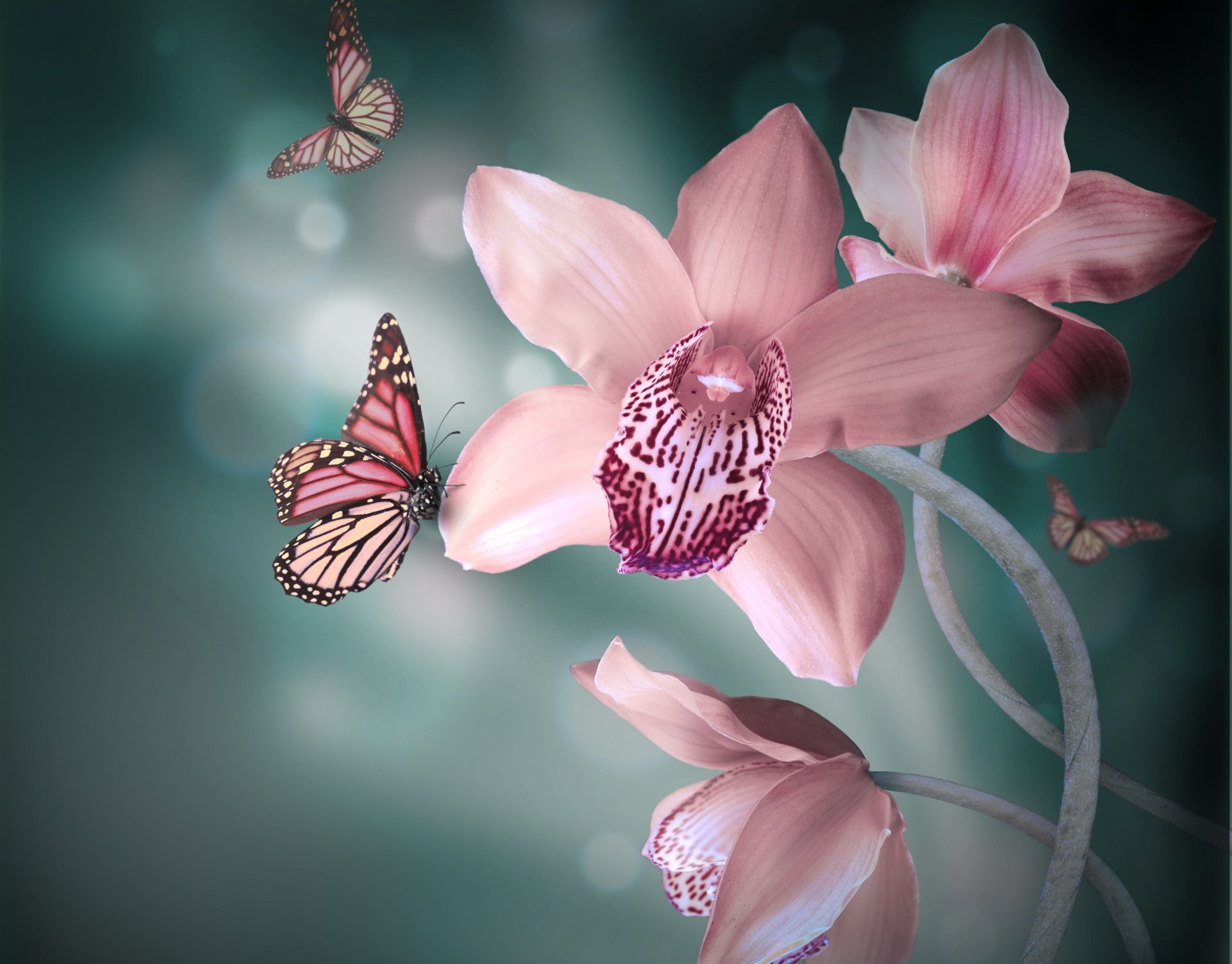 Orchid Elegance: 4K Ultra HD Nature Wallpaper