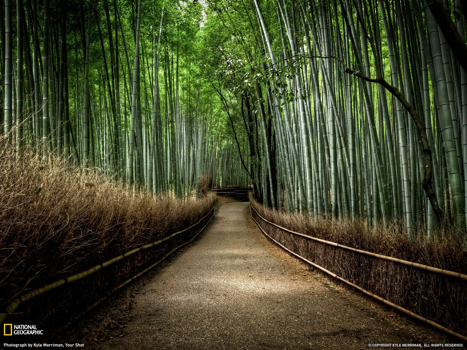 Serene Bamboo Forest Path - HD Nature Wallpaper
