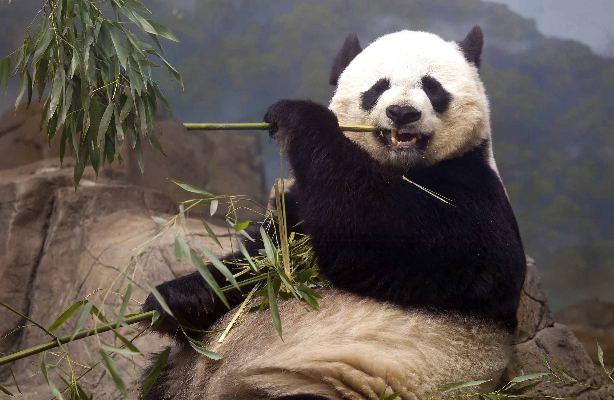 Panda HD Wallpaper | Background Image | 2048x1334 | ID:396503 ...