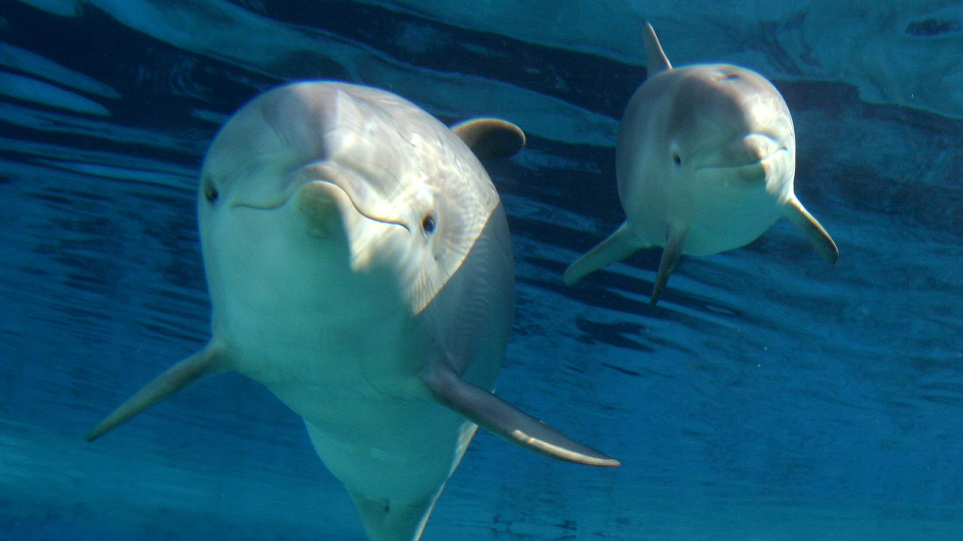 Joyful Dolphins in HD Wallpaper