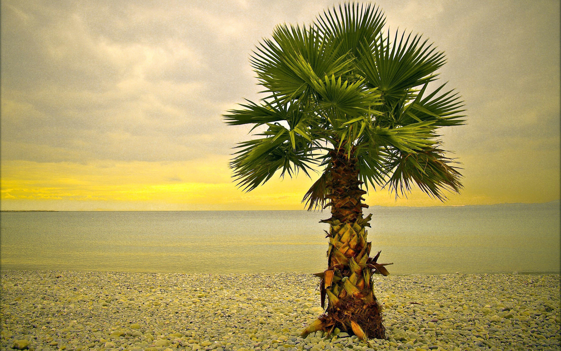 Download Nature Palm Tree HD Wallpaper
