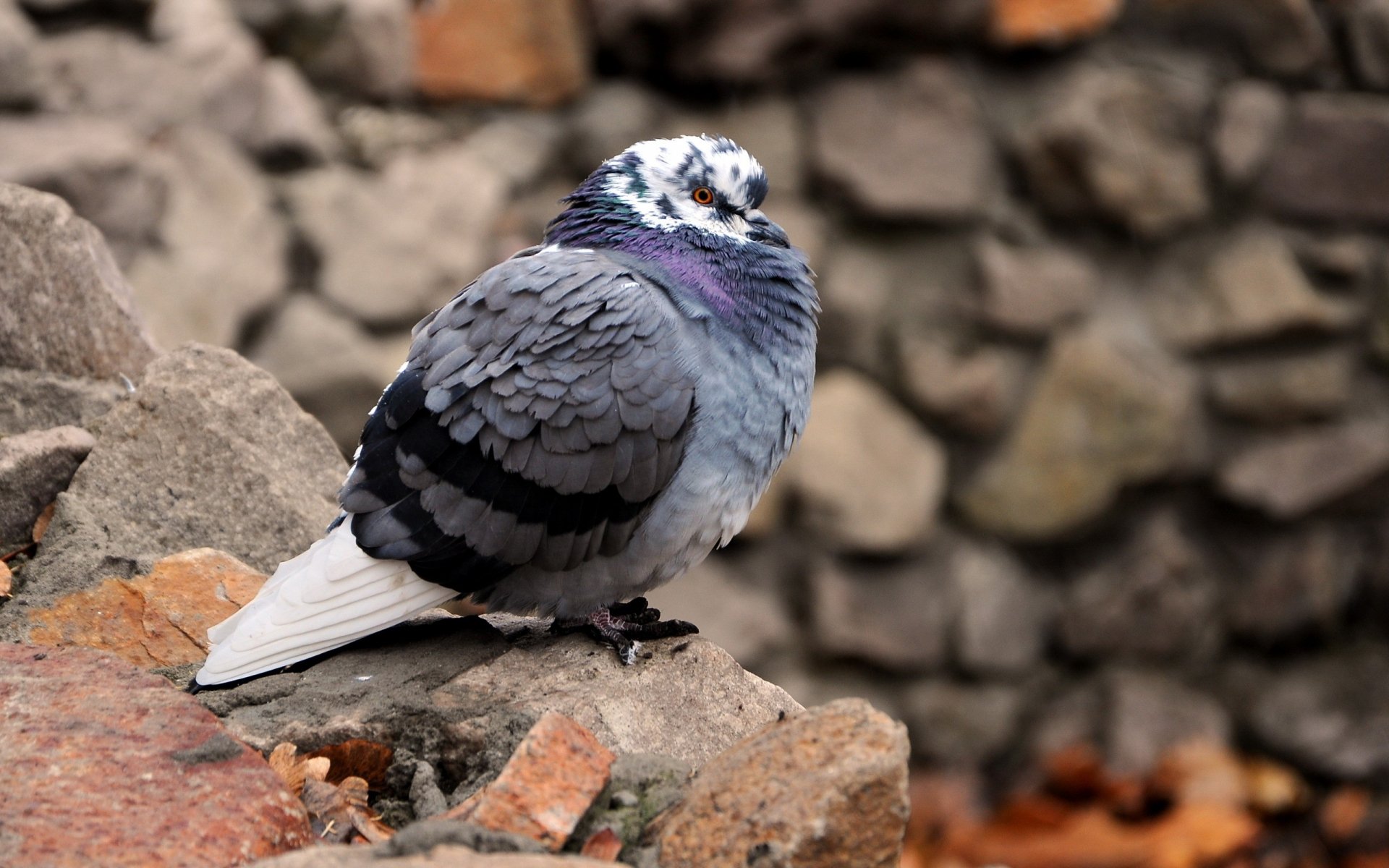 Download Animal Pigeon HD Wallpaper