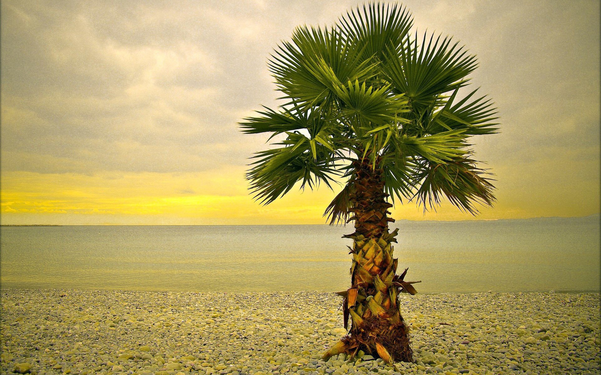 Download Nature Palm Tree HD Wallpaper