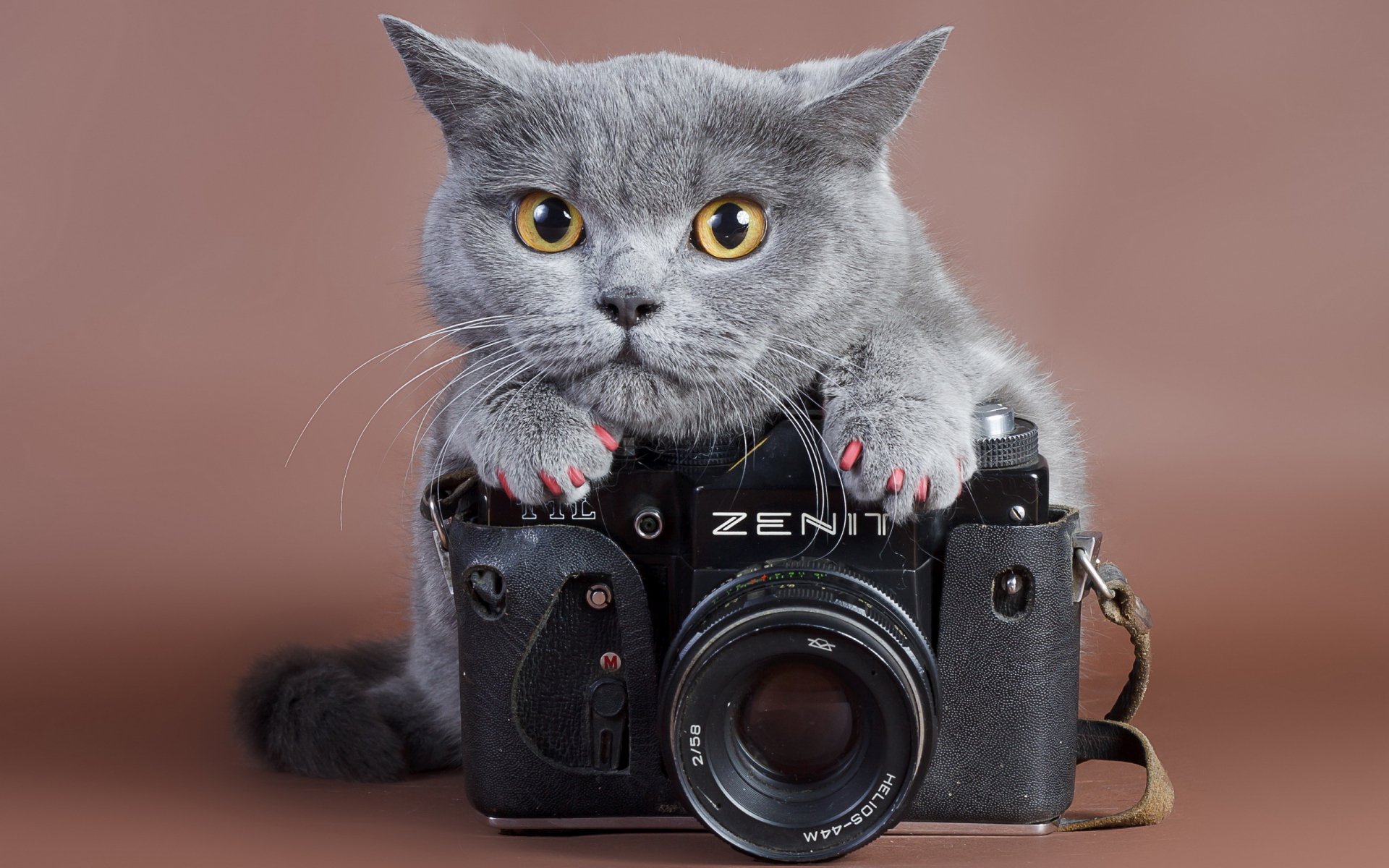HD Wallpaper of a Cute Cat with a Camera