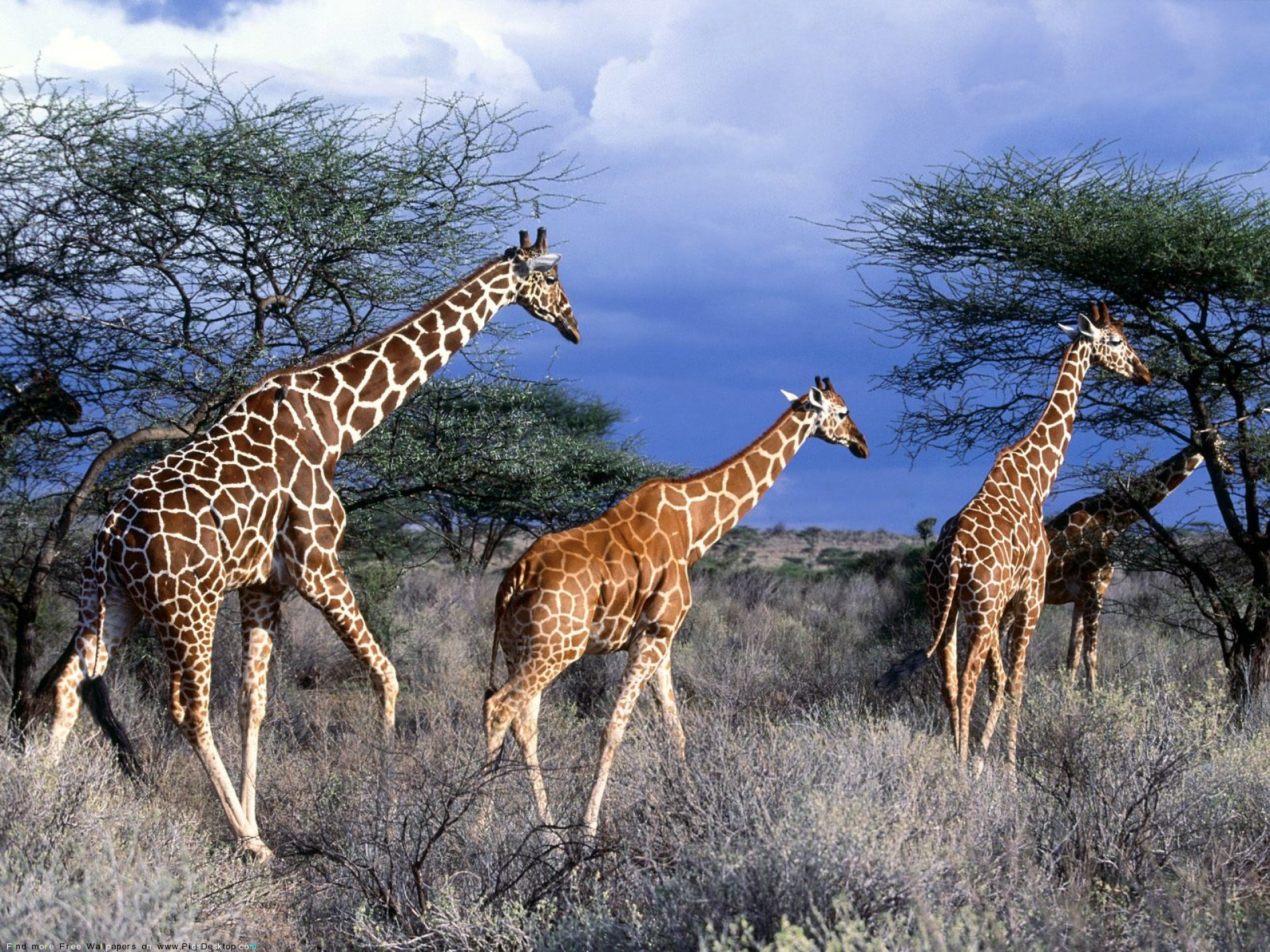 Download Animal Giraffe HD Wallpaper