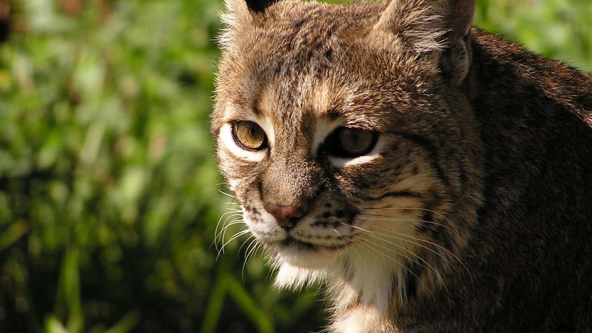 Download Animal Lynx HD Wallpaper