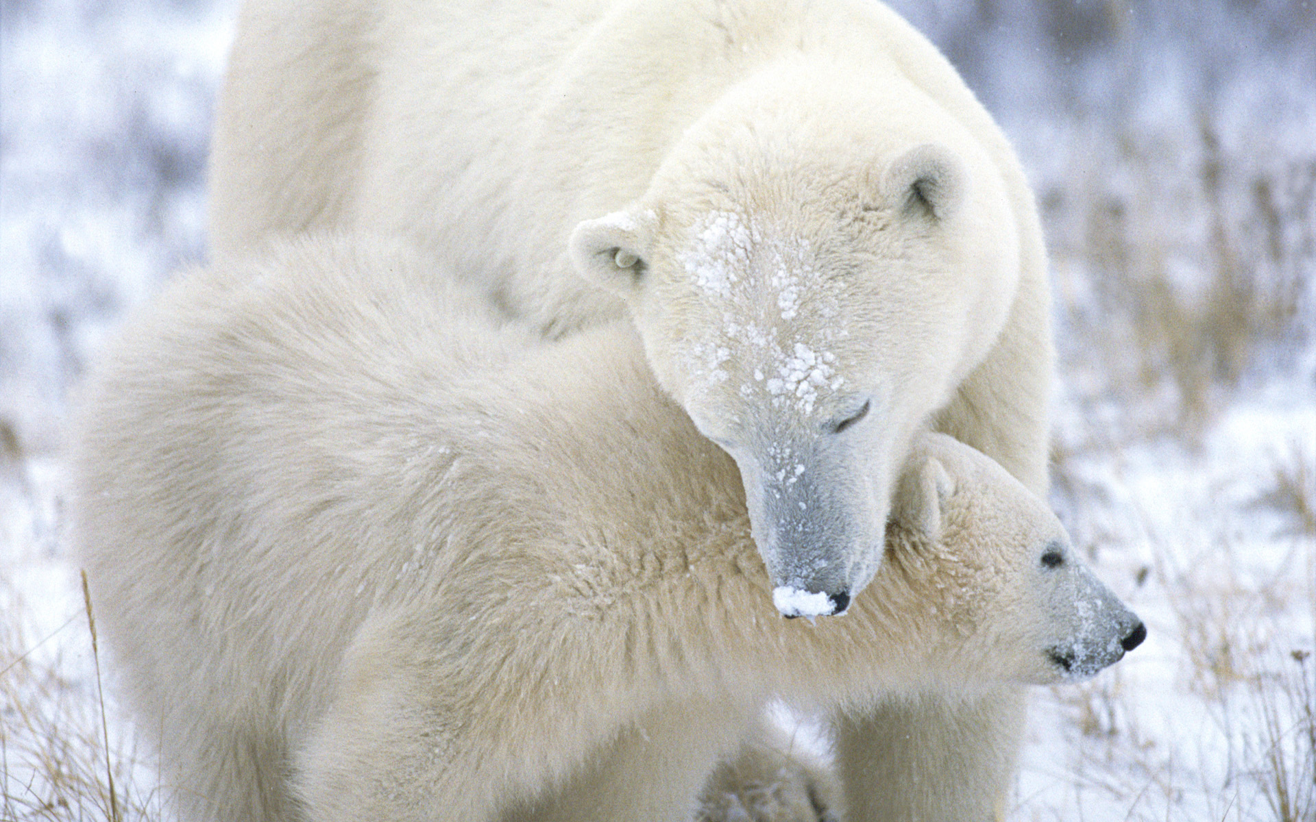 Download Animal Polar Bear HD Wallpaper