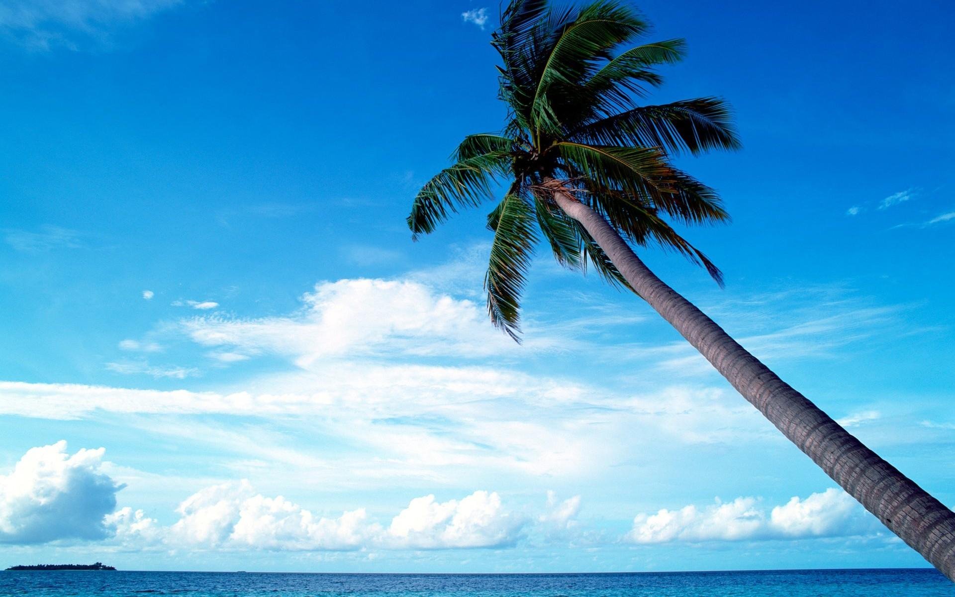 Download Nature Palm Tree HD Wallpaper