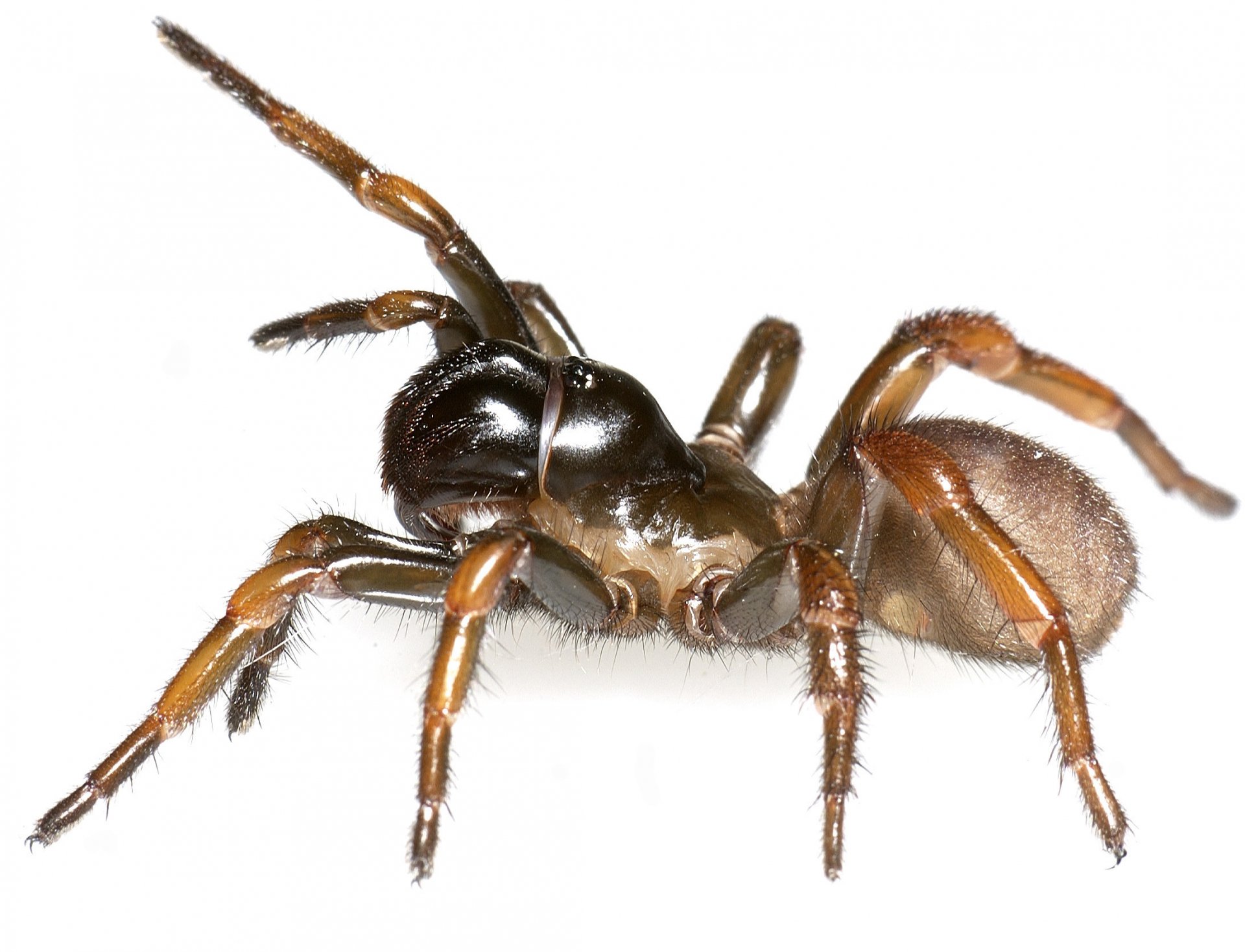 Trapdoor Spider