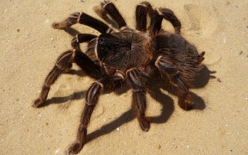 Tarantula Pfp