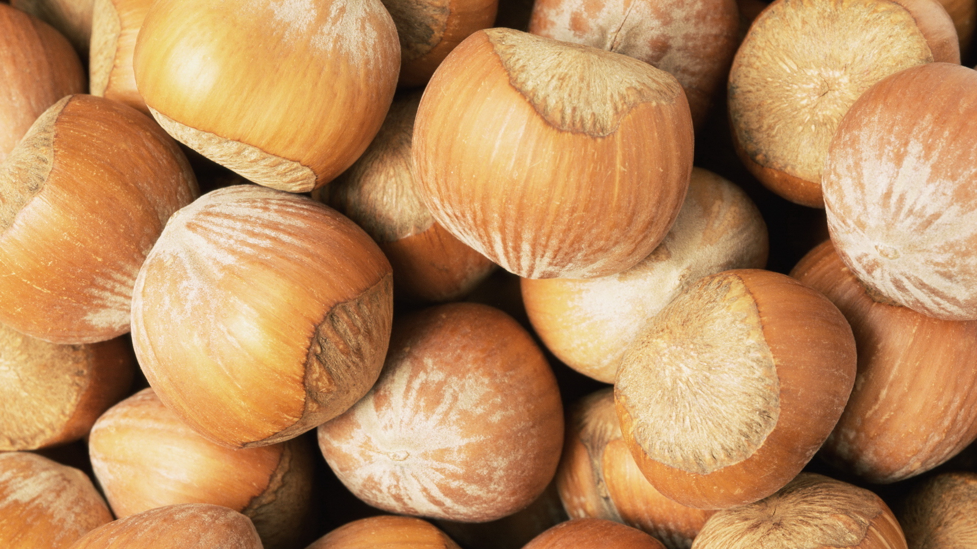Hazelnut HD Wallpaper