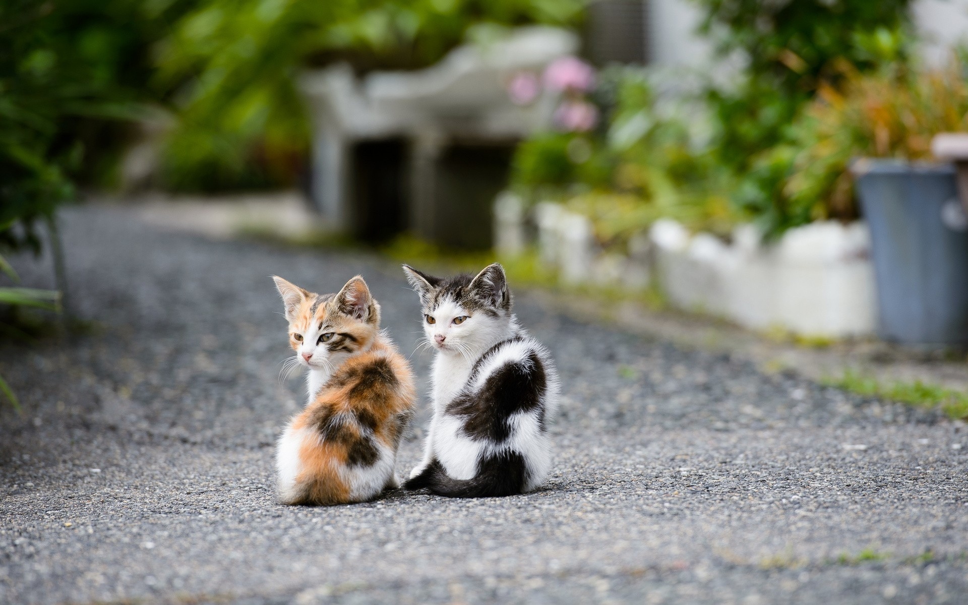 Charming Duo Cat HD Wallpaper