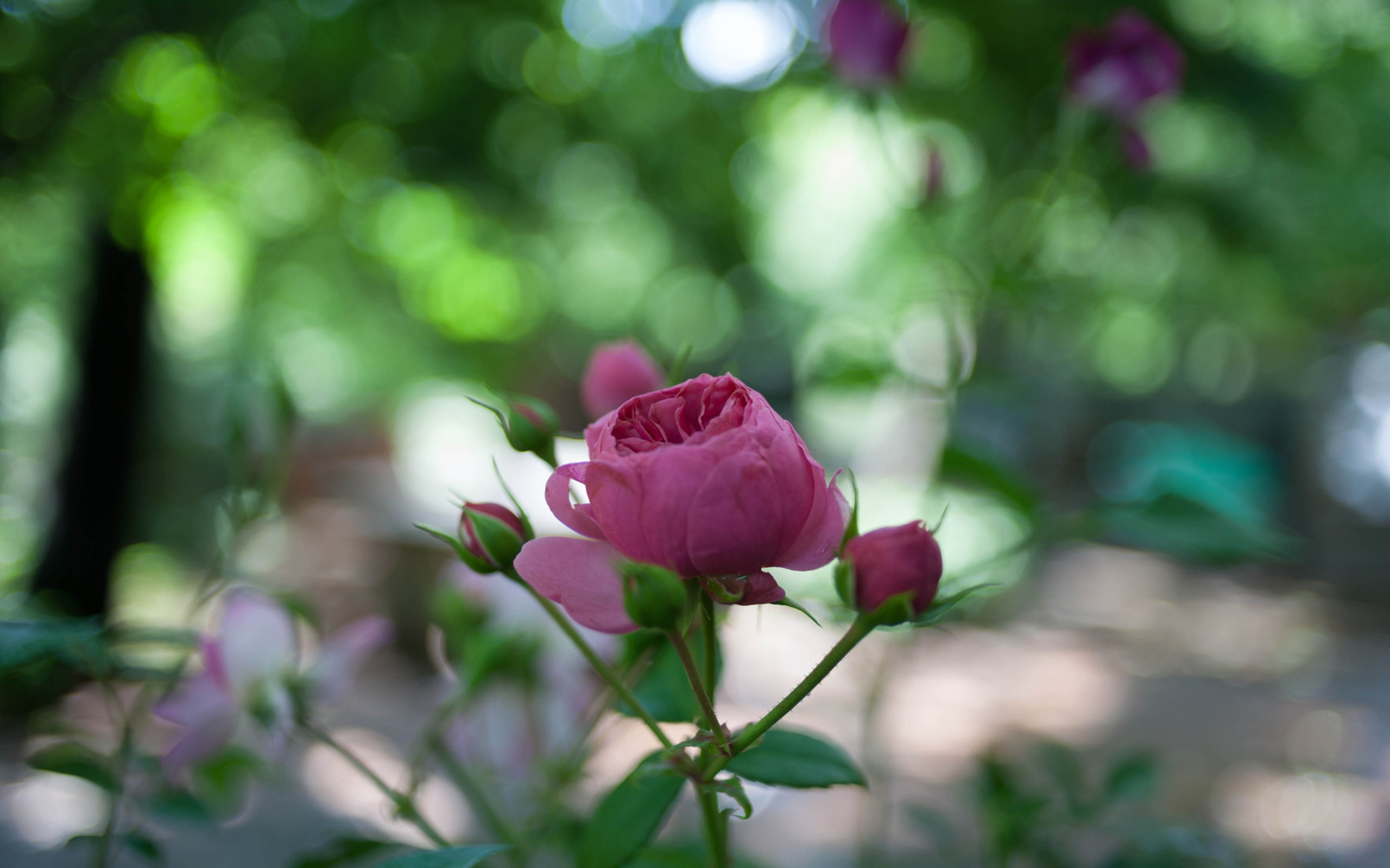 Download Nature Rose HD Wallpaper