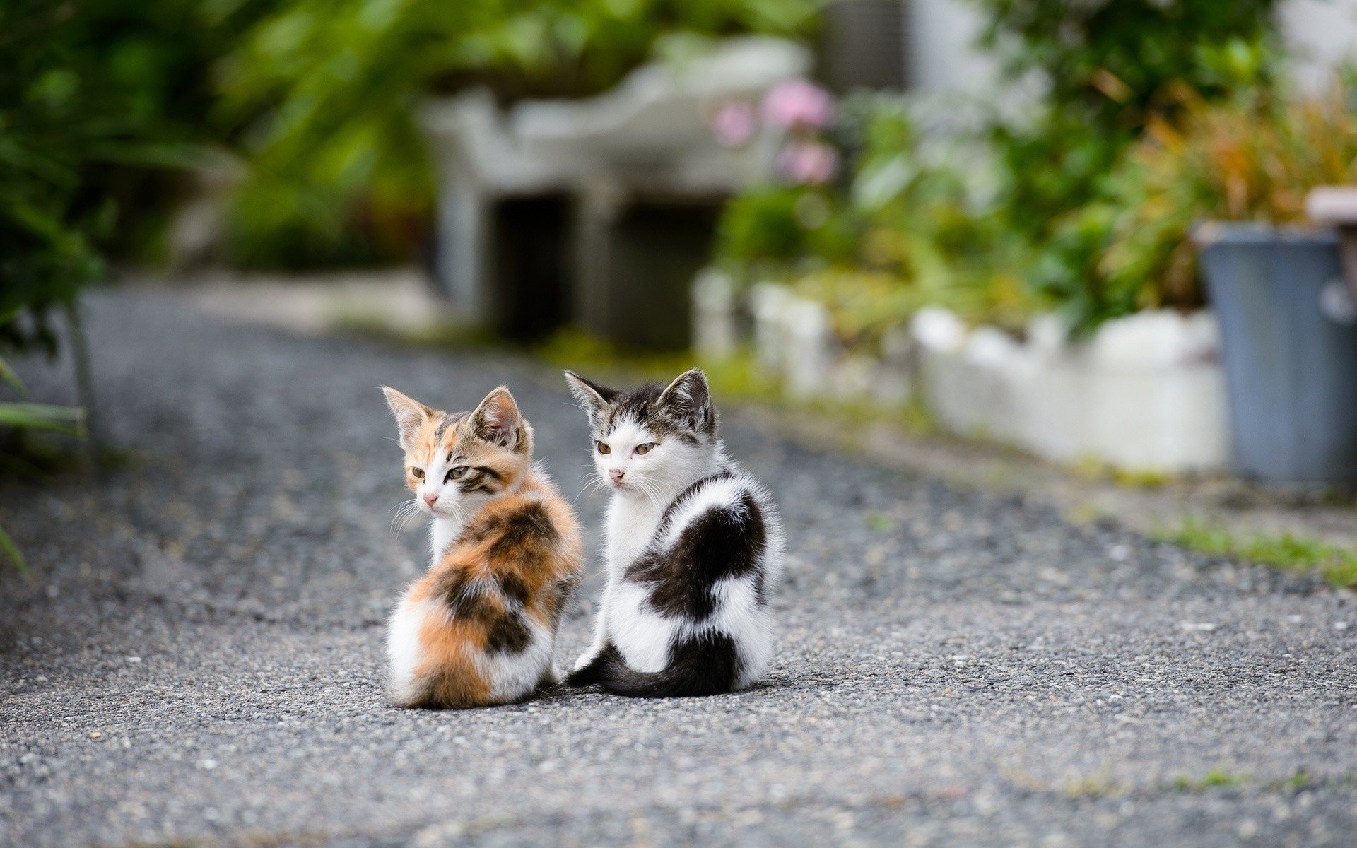 Charming Duo Cat HD Wallpaper