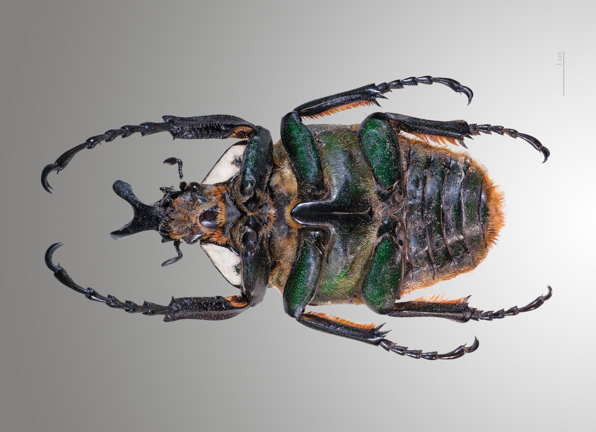 Download Animal Insect 4k Ultra HD Wallpaper