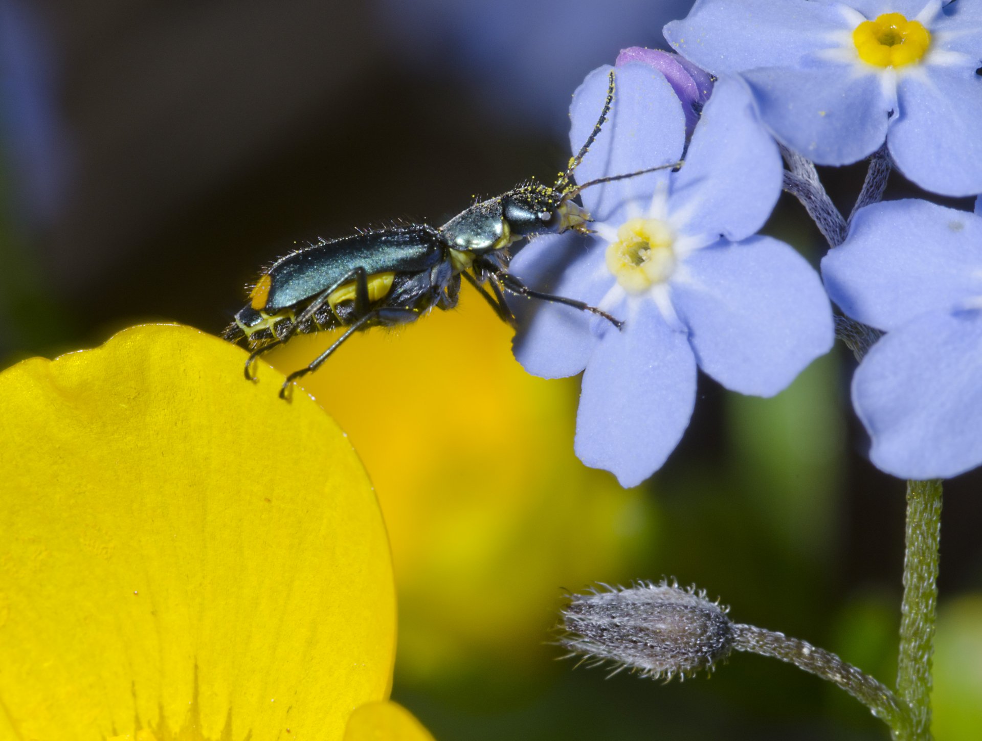 Download Animal Insect 4k Ultra HD Wallpaper