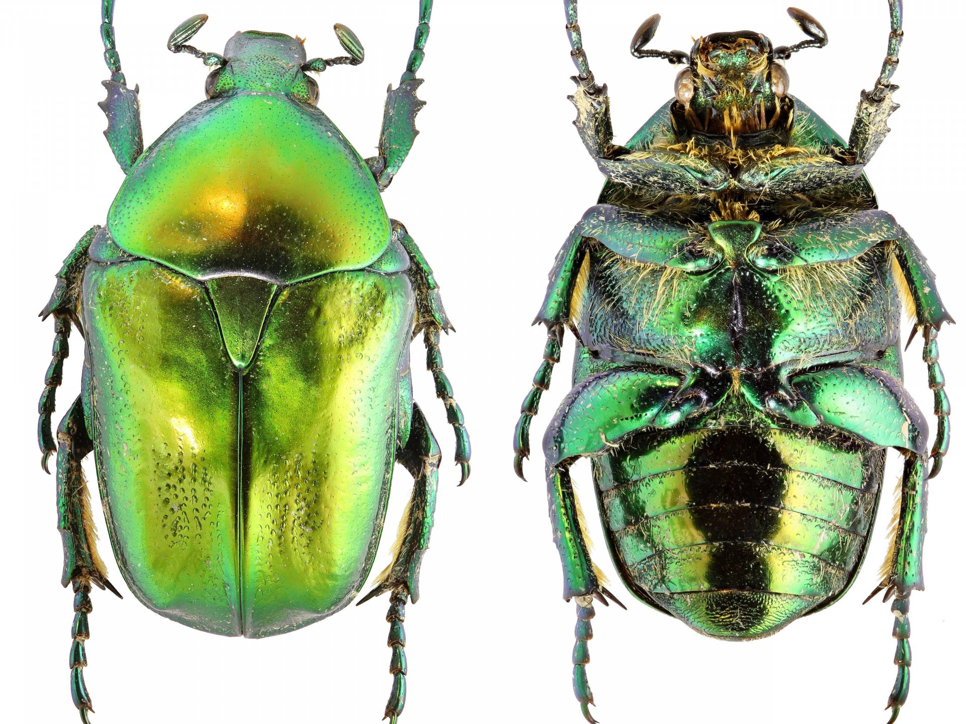 Download Animal Beetle 4k Ultra HD Wallpaper