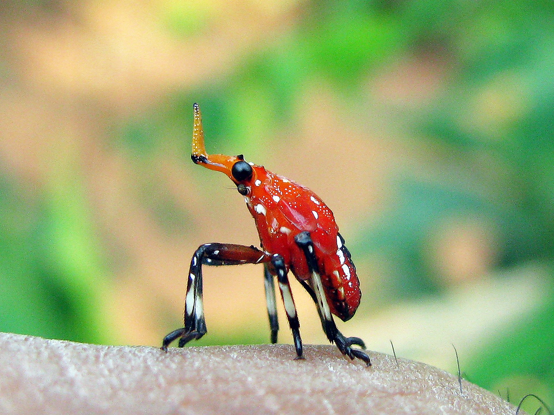 Download Animal Insect HD Wallpaper