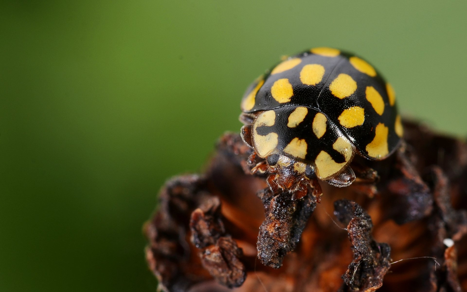Animal Insect HD Wallpaper