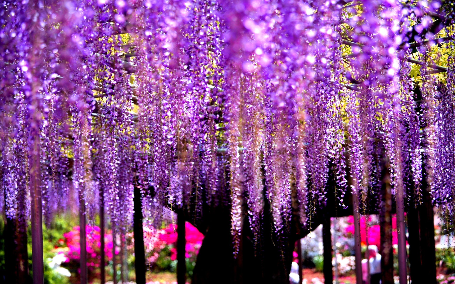 Serene Nature: Wisteria Tree Beauty - HD Wallpaper