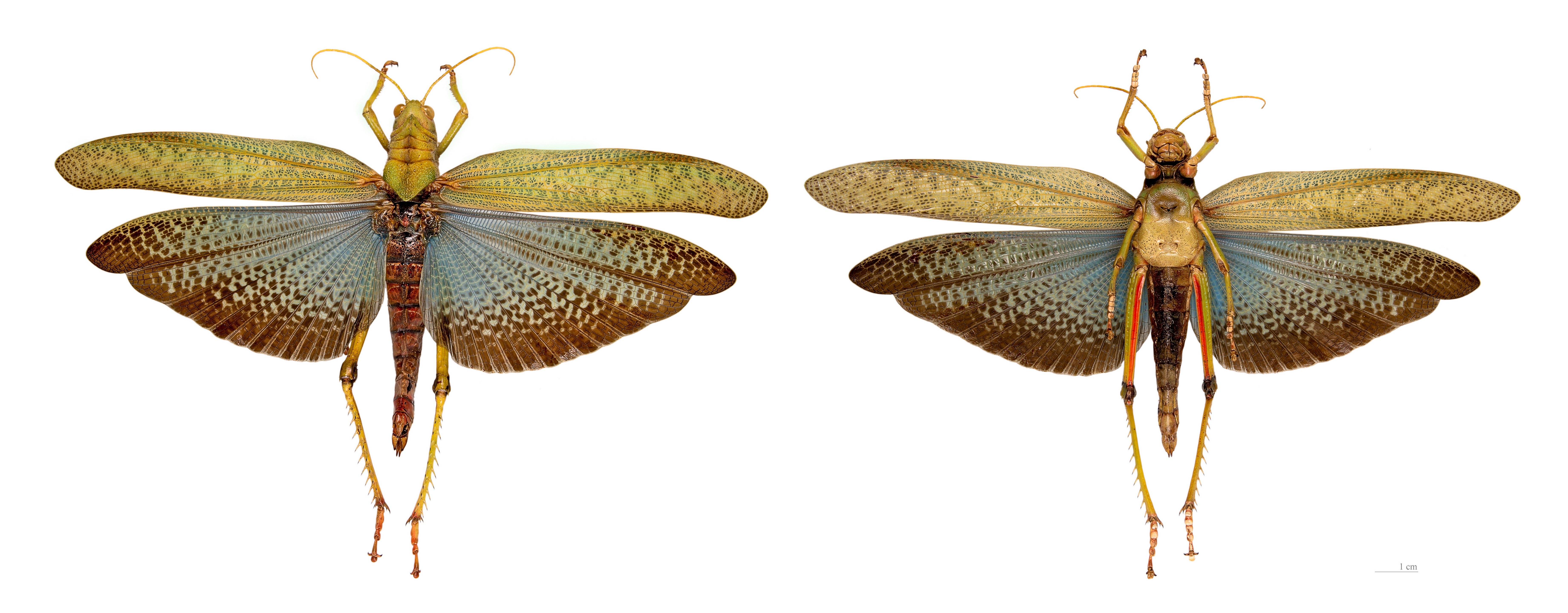 Animal Insect 4k Ultra HD Wallpaper