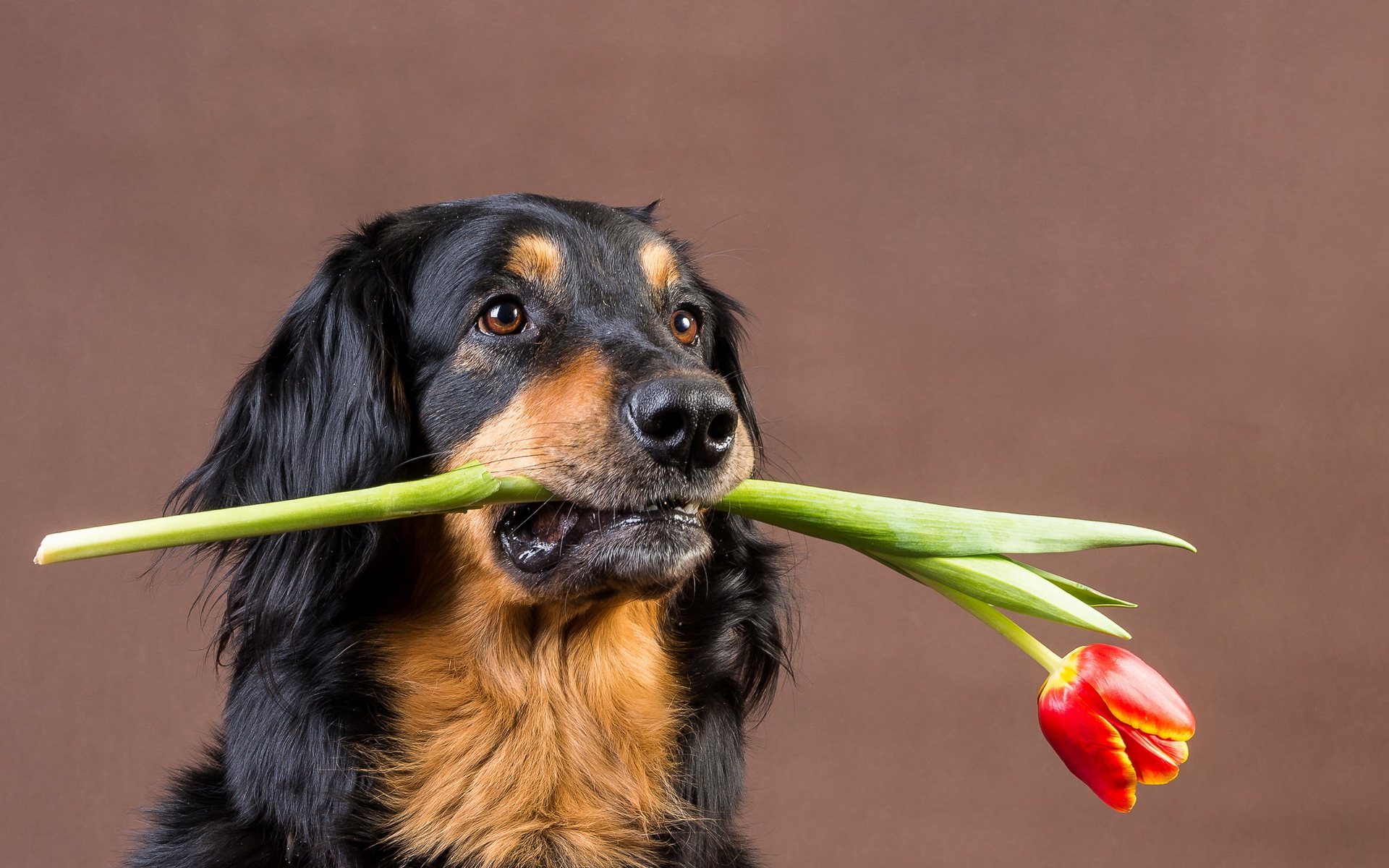 Charming Dog with Tulip - HD Wallpaper