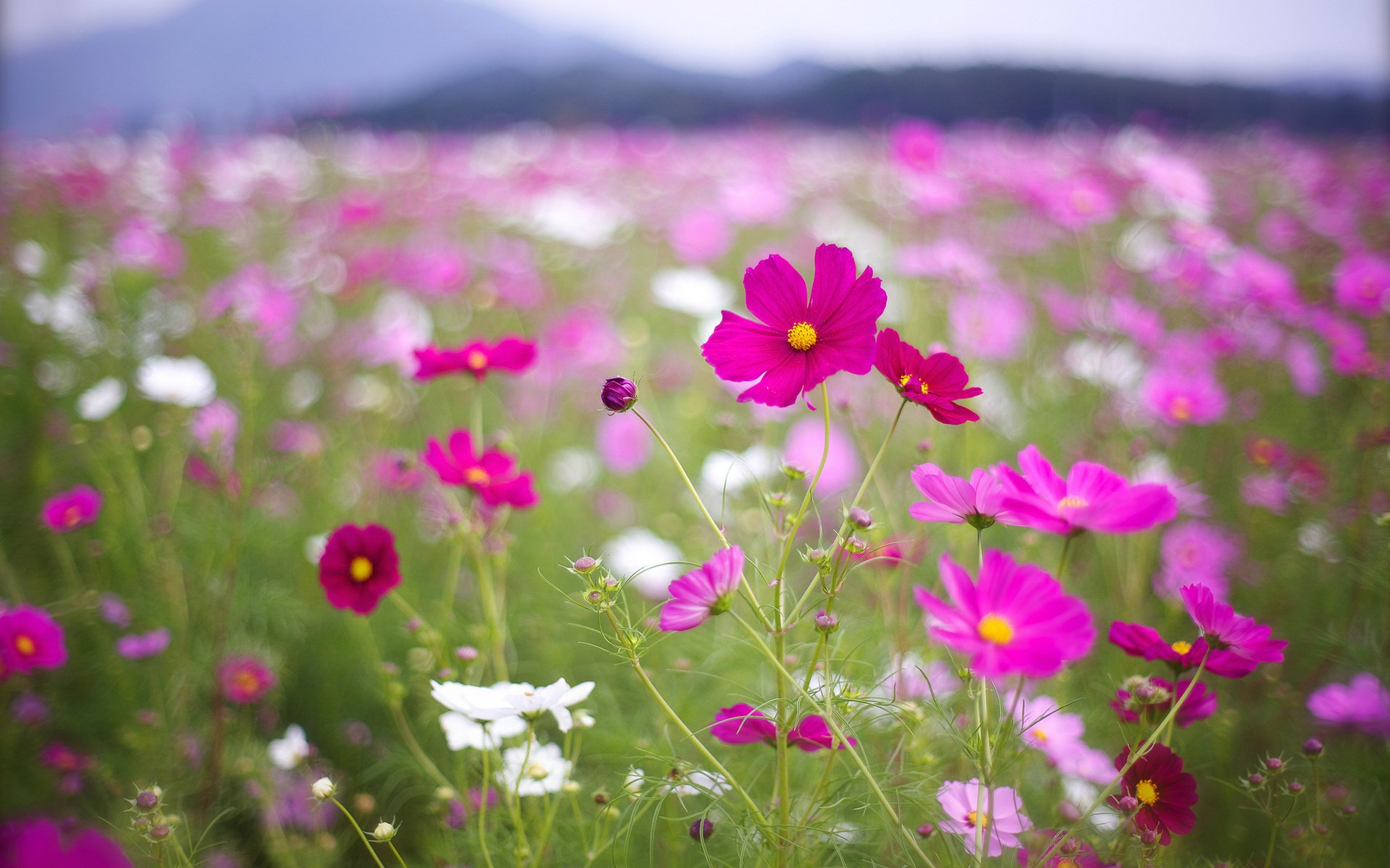 Cosmos Bloom: Vibrant Nature HD Wallpaper