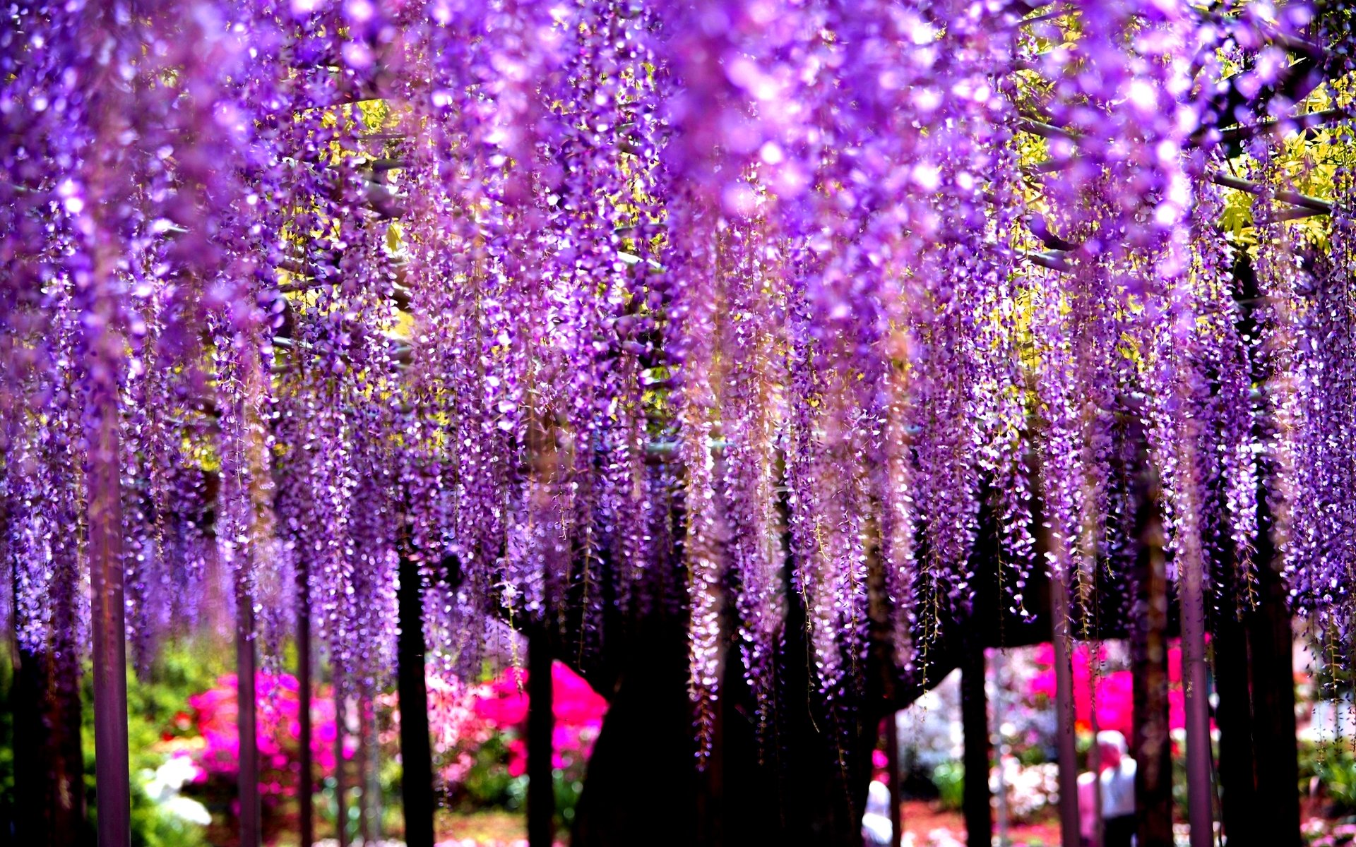 Serene Nature: Wisteria Tree Beauty - HD Wallpaper | 1920x1200 ...