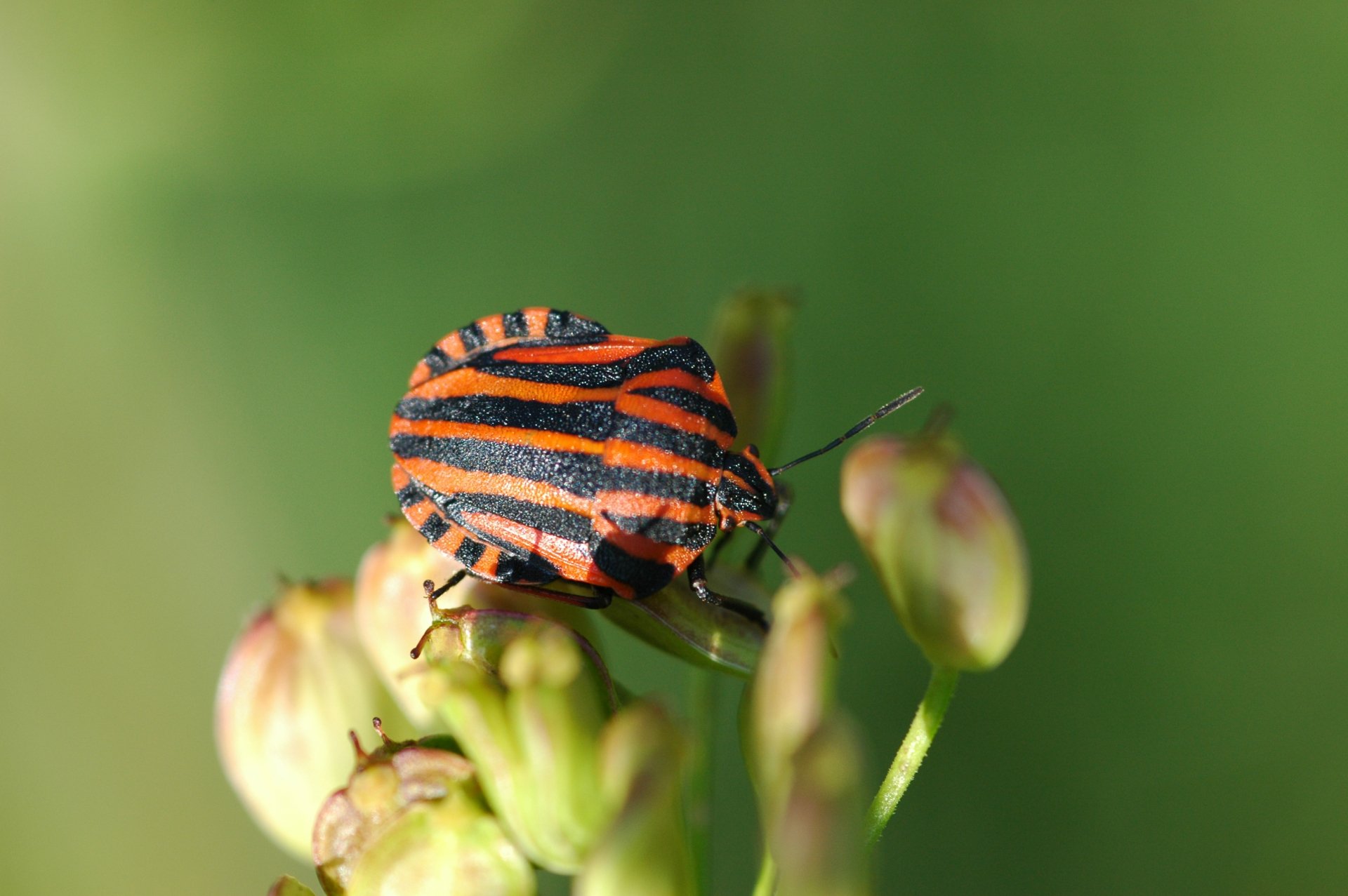 Download Animal Insect HD Wallpaper | 3008x2000 | Wallpaper Abyss