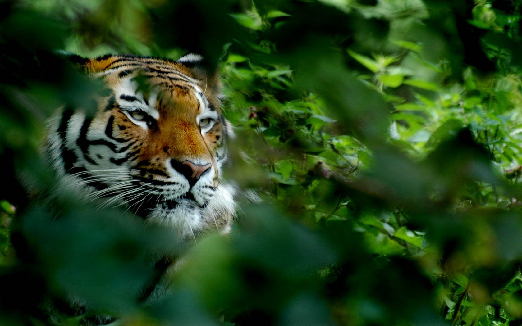 Hidden Stripes — HD Tiger Wallpaper | 1680x1050 | Wallpaper Abyss