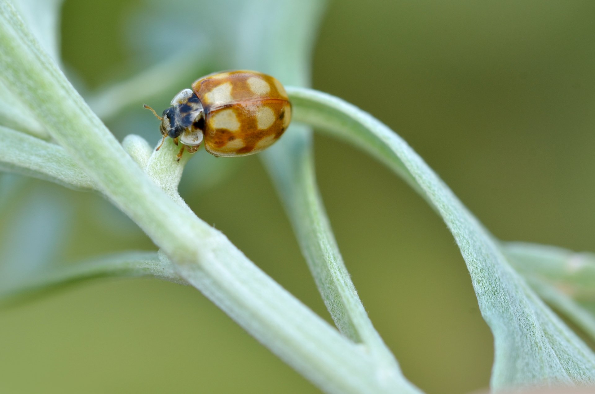 Insect 4k Ultra HD Wallpaper